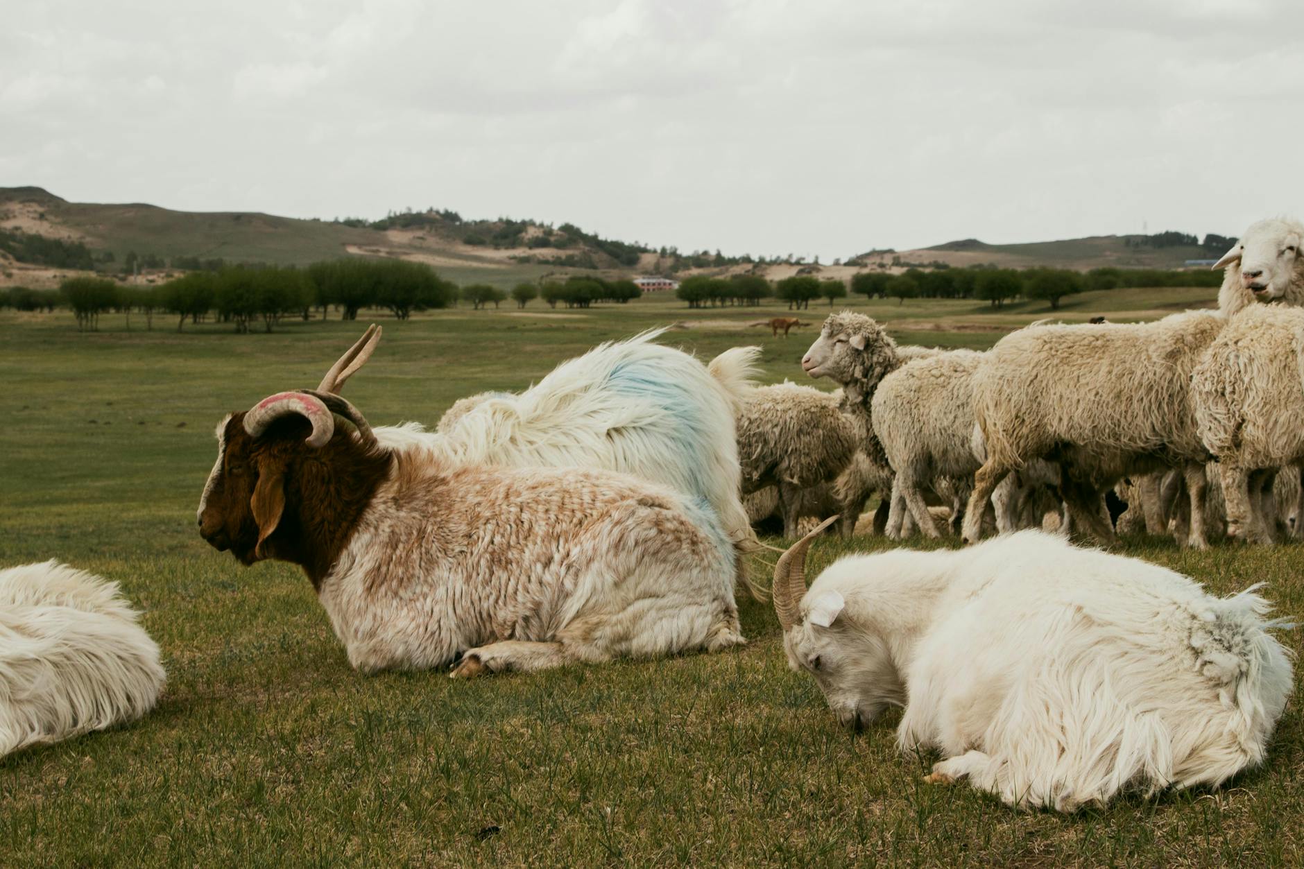 Sheep or goat? The intricacies of translating Bible metaphors - Zana ...